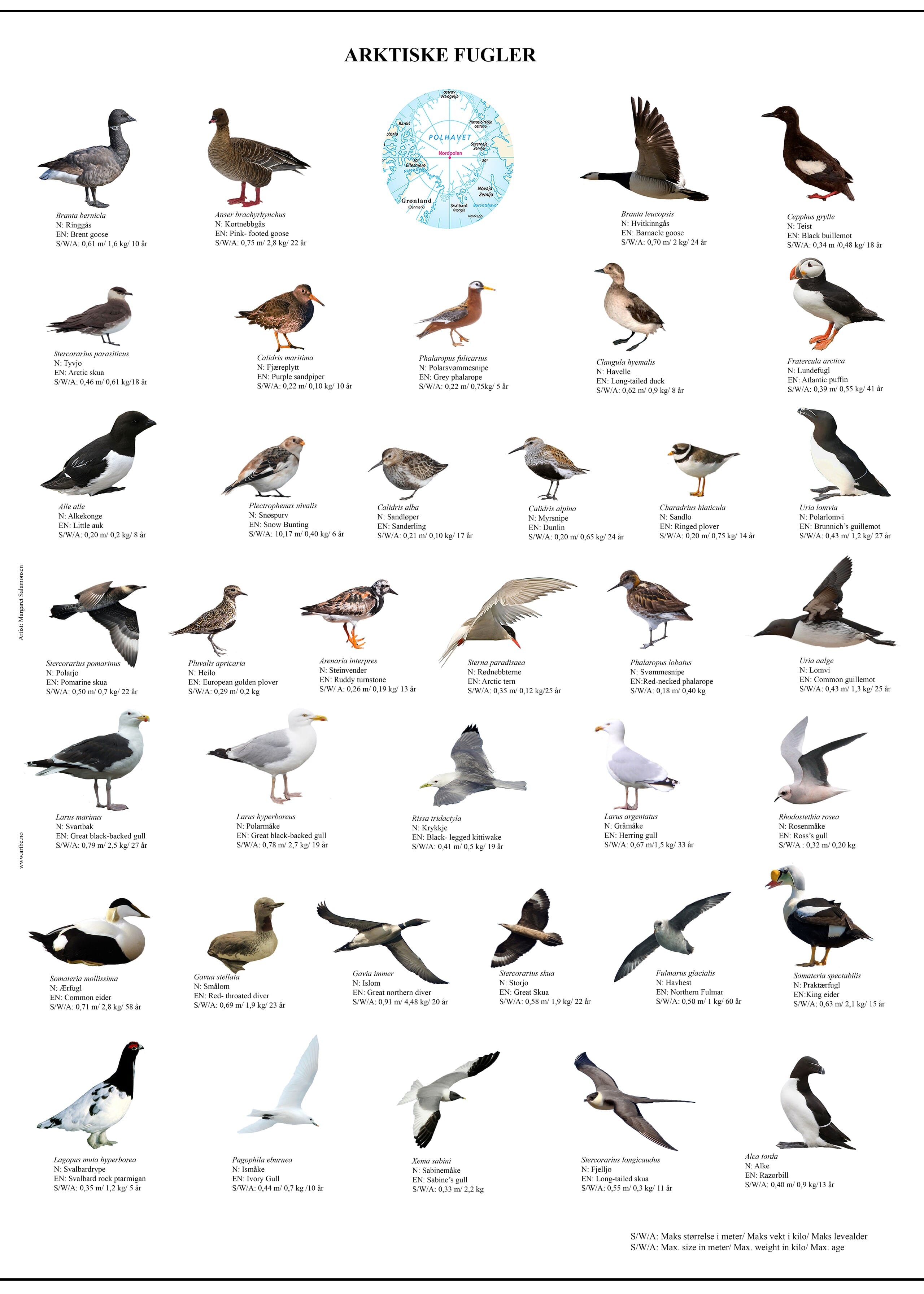 Poster - Arktiske fugler 70 x 50 cm - ABC Art Business Collection